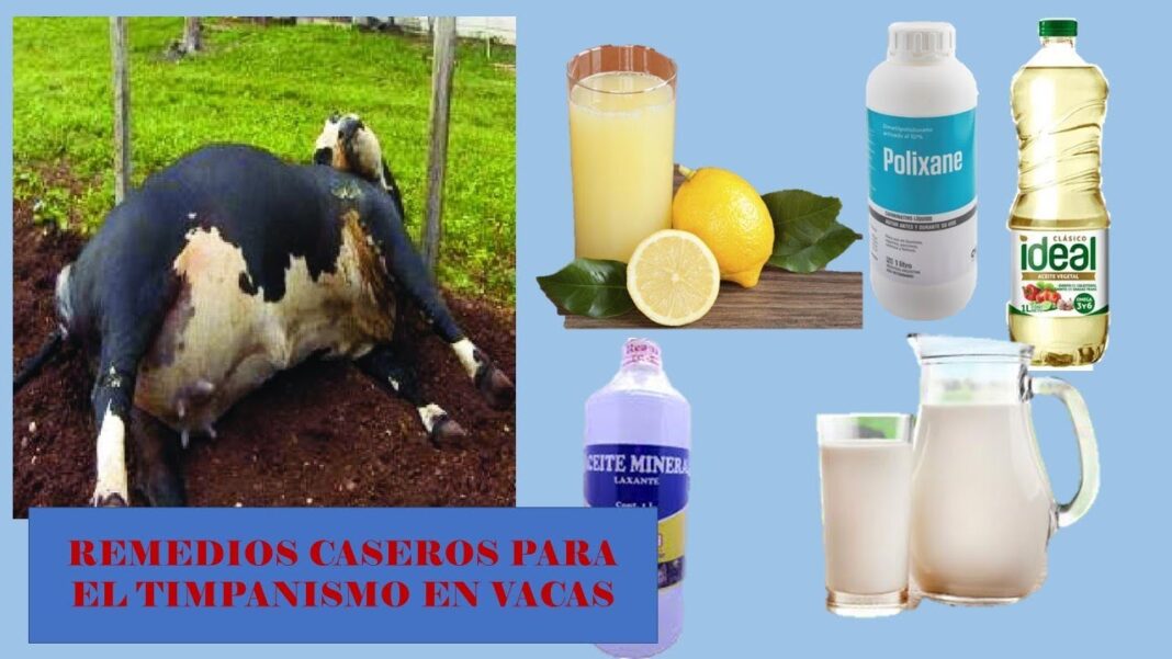 5 efectivos remedios caseros para tratar el timpanismo en bovinos en ...
