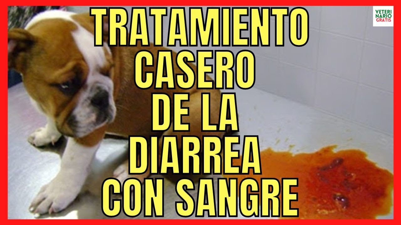 Cómo Tratar la Diarrea con Sangre en Perros: 10 Remedios Caseros ...