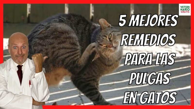 10 Remedios Caseros Efectivos para Eliminar las Pulgas en Gatos ...