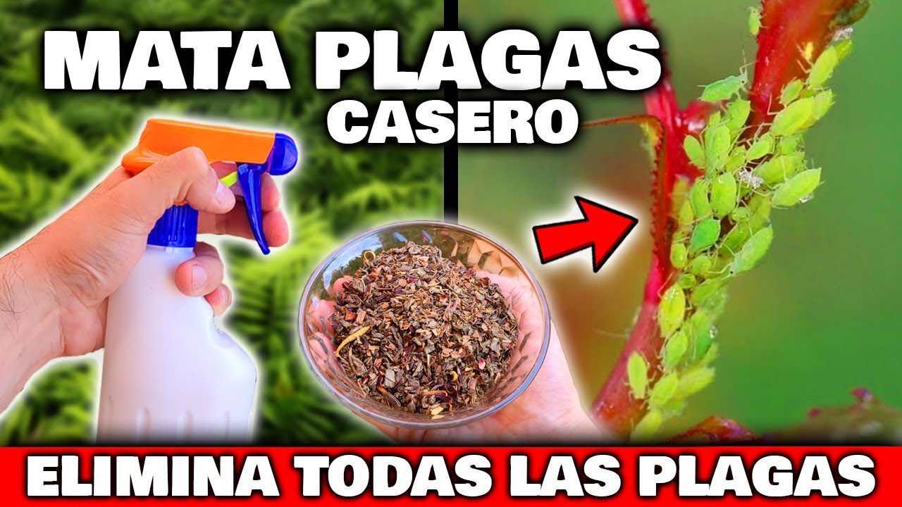 Remedios Caseros Efectivos para Eliminar Plagas en Plantas Fácilmente - Remedios Caseros