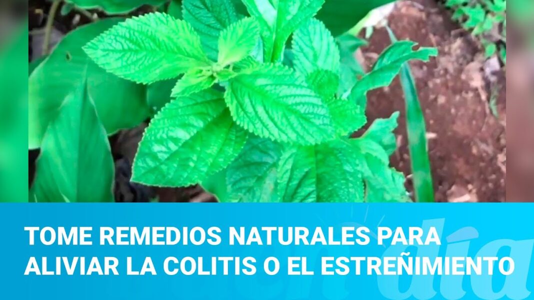 10 Remedios Caseros Efectivos para Aliviar la Colitis en Adultos ...